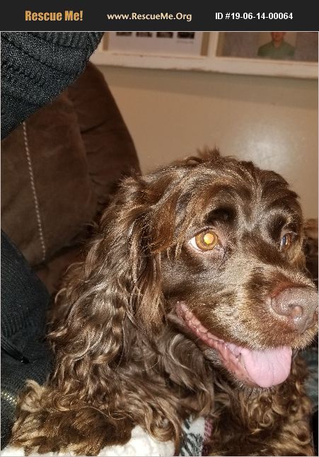 ADOPT 19061400064 ~ Cocker Spaniel Rescue ~ rochester, NY