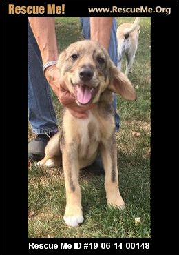- Ohio German Shepherd Rescue - ADOPTIONS - Rescue Me!