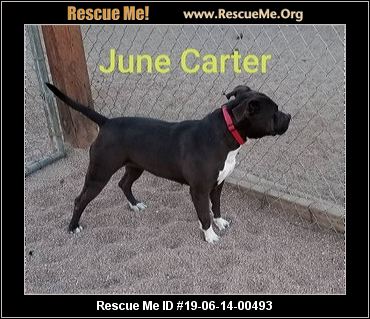 - Colorado Pit Bull Rescue - ADOPTIONS - Rescue Me!