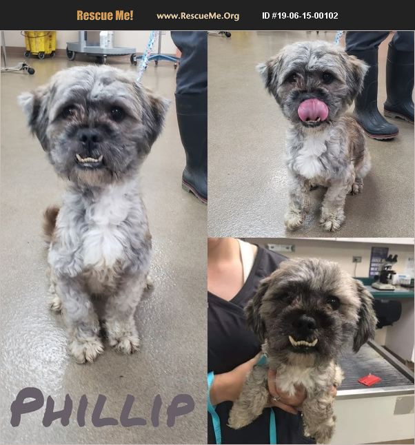 ADOPT 19061500102 ~ Lhasa Apso Rescue ~ Steger, IL