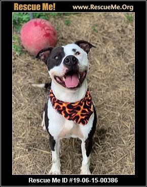 - Ohio Pit Bull Rescue - ADOPTIONS - Rescue Me!
