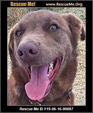 - Colorado Lab Rescue - ADOPTIONS - Rescue Me!