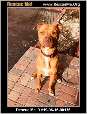 - Iowa Dog Rescue - ADOPTIONS - Rescue Me!