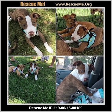 - Arizona Pit Bull Rescue - ADOPTIONS - Rescue Me!