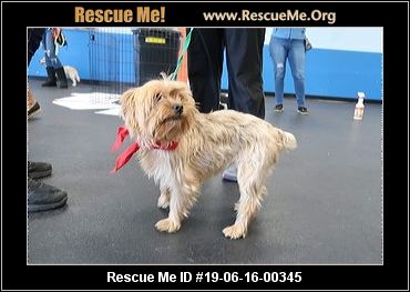 - Virginia Yorkie Rescue - ADOPTIONS - Rescue Me!