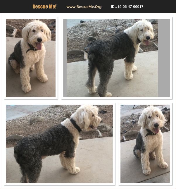 ADOPT 19061700017 ~ Old English Sheepdog Rescue ~ ontario, CA