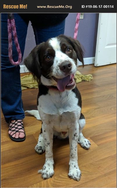 ADOPT 19061700114 ~ English Springer Spaniel Rescue ~ Lisbon, OH