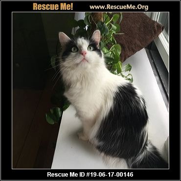 - Massachusetts Cat Rescue - ADOPTIONS - Rescue Me!