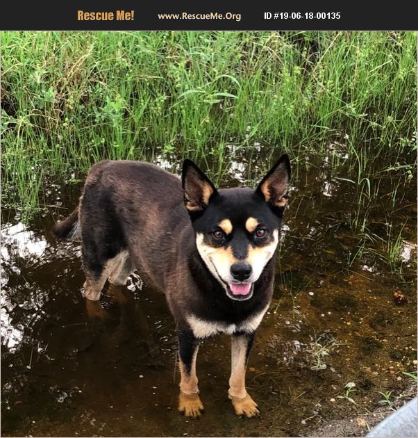 ADOPT 19061800135 ~ Australian Kelpie Rescue ~ North Zulch, TX