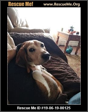 - Pennsylvania Beagle Rescue - ADOPTIONS - Rescue Me!