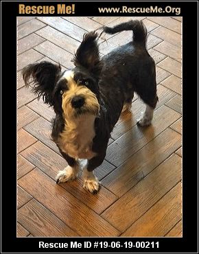 - Florida Poodle Rescue - ADOPTIONS - Rescue Me!