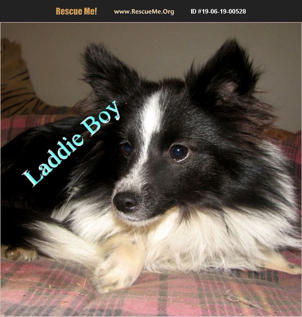 ADOPT 19061900528 ~ Shetland Sheepdog Rescue ~ Redding, CA