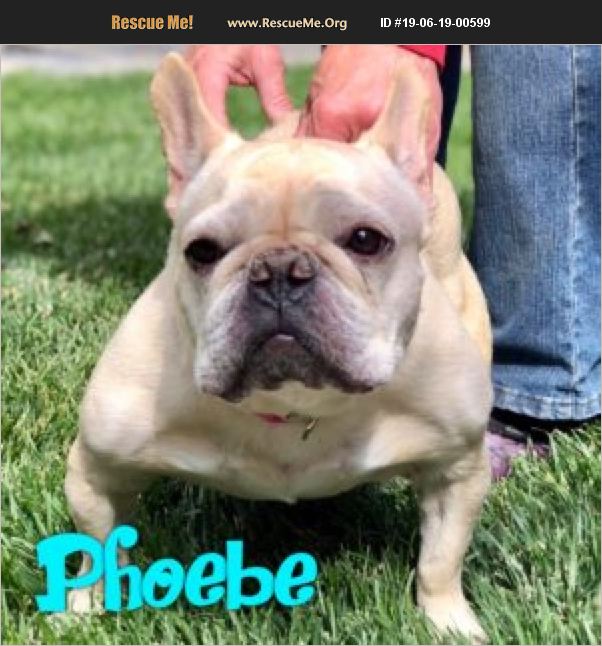 ADOPT 19061900599 ~ French Bulldog Rescue ~ Windsor, CO