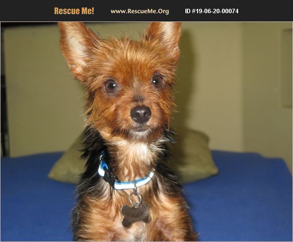 ADOPT 19062000074 ~ Yorkie Rescue ~ San Antonio, TX