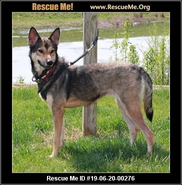 - Virginia German Shepherd Rescue - ADOPTIONS - Rescue Me!