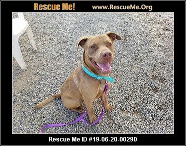 - Arizona Pit Bull Rescue - ADOPTIONS - Rescue Me!