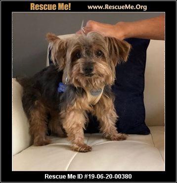 - Florida Yorkie Rescue - ADOPTIONS - Rescue Me!