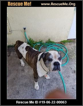 - Florida American Bulldog Rescue - ADOPTIONS - Rescue Me!