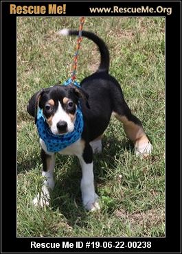 - Texas Beagle Rescue - ADOPTIONS - Rescue Me!