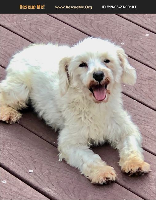 ADOPT 19062300103 ~ Poodle Rescue ~ Fort Myers, FL