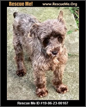 - Florida Poodle Rescue - ADOPTIONS - Rescue Me!