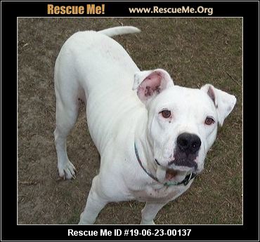 - Florida American Bulldog Rescue - ADOPTIONS - Rescue Me!