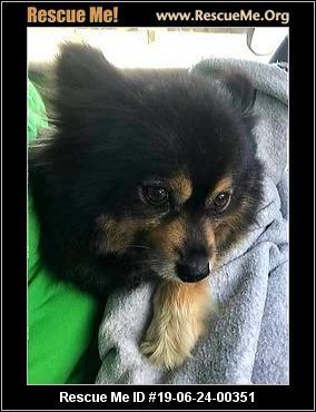 - Florida Pomeranian Rescue - ADOPTIONS - Rescue Me!