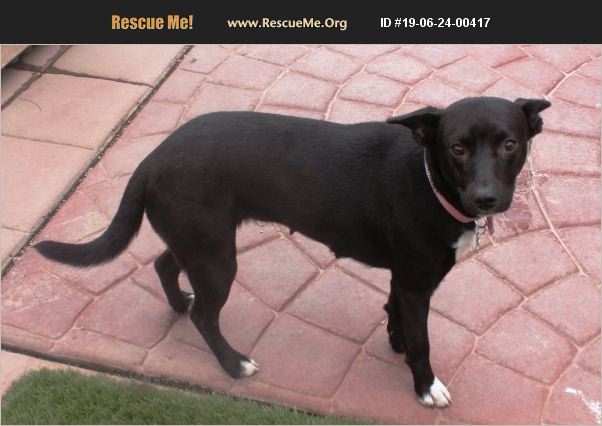 ADOPT 19062400417 ~ Australian Kelpie Rescue ~ Phoenix, AZ