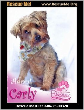 - Georgia Yorkie Rescue - ADOPTIONS - Rescue Me!