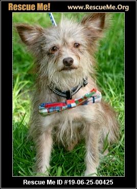 - Georgia Yorkie Rescue - ADOPTIONS - Rescue Me!