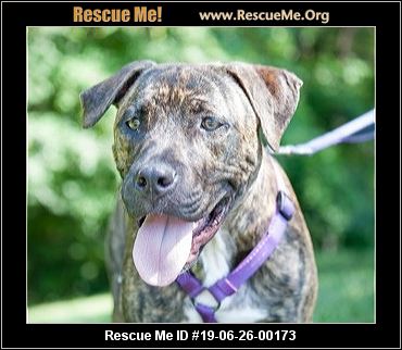- North Carolina Pit Bull Rescue - ADOPTIONS - Rescue Me!