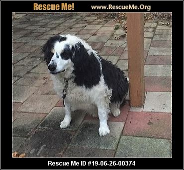 - Georgia Border Collie Rescue - ADOPTIONS - Rescue Me!