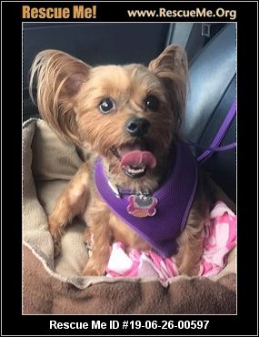 - Oklahoma Yorkie Rescue - ADOPTIONS - Rescue Me!