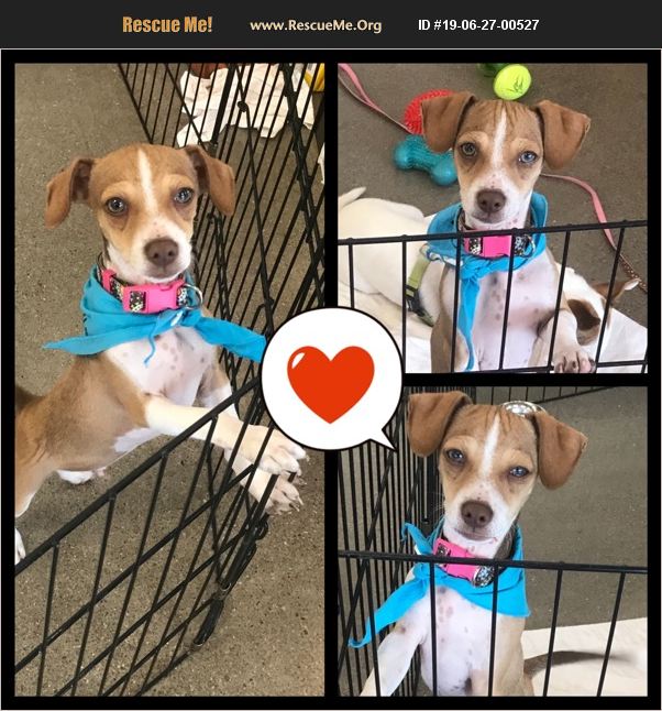 ADOPT 19062700527 ~ Chihuahua Rescue ~ Bend, OR