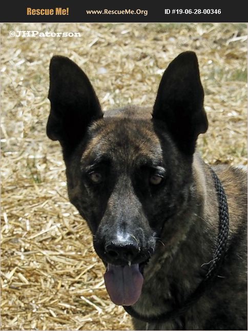 ADOPT 19062800346 ~ Dutch Shepherd Rescue ~ Cochise, AZ