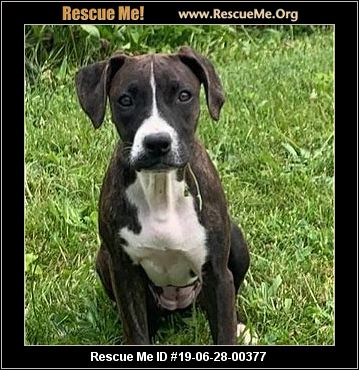 - New York Pit Bull Rescue - ADOPTIONS - Rescue Me!
