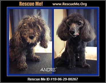 - Kansas Poodle Rescue - ADOPTIONS - Rescue Me!