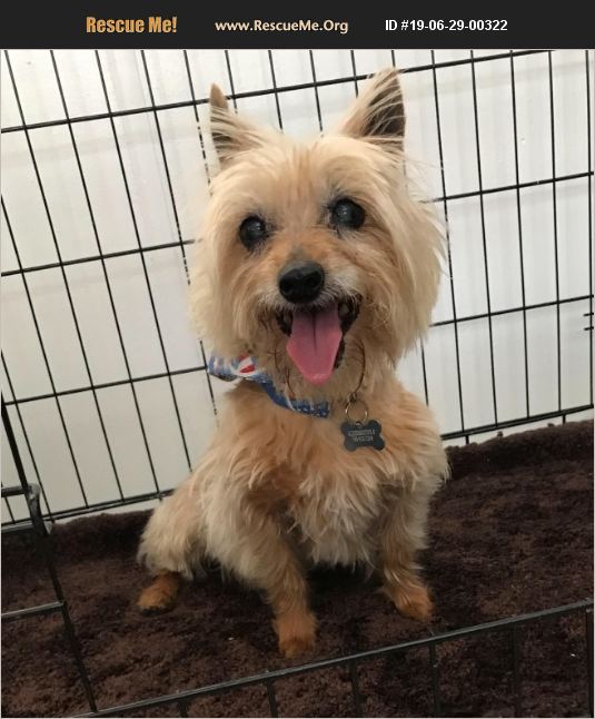 ADOPT 19062900322 ~ Yorkie Rescue ~ Victorville, CA