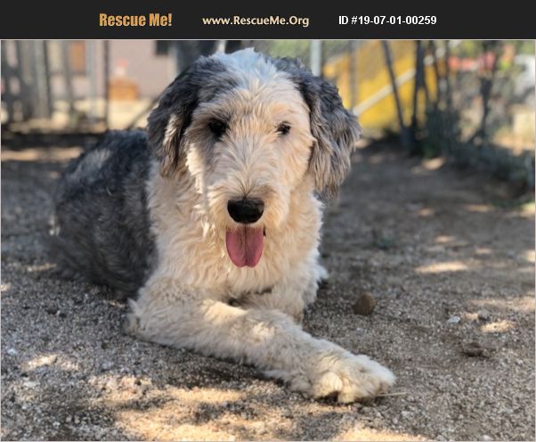 ADOPT 19070100259 ~ Old English Sheepdog Rescue ~ Woodland Hills, CA