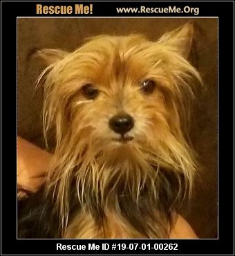 - Florida Yorkie Rescue - ADOPTIONS - Rescue Me!