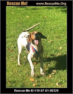 - Pennsylvania Beagle Rescue - ADOPTIONS - Rescue Me!