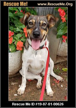 - Oklahoma Beagle Rescue - ADOPTIONS - Rescue Me!