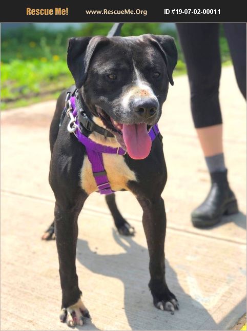 ADOPT 19070200011 ~ American Bulldog Rescue ~ Bridgewater, NJ
