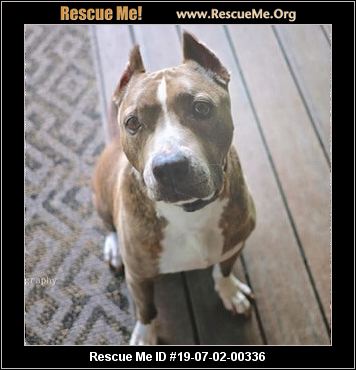 - North Carolina Pit Bull Rescue - ADOPTIONS - Rescue Me!