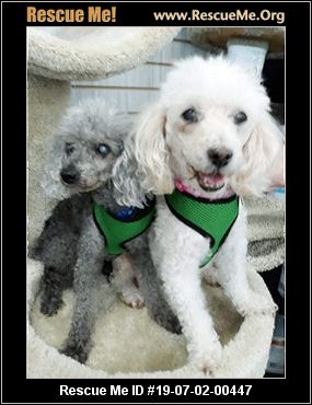 - Florida Poodle Rescue - ADOPTIONS - Rescue Me!