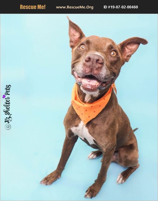 ADOPT 19070200460 ~ Australian Kelpie Rescue ~ Phoenix, AZ