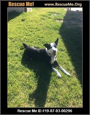 - Utah Dog Rescue - ADOPTIONS - Rescue Me!