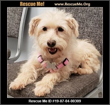 - Arizona Poodle Rescue - ADOPTIONS - Rescue Me!