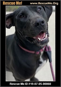 - Tennessee Lab Rescue - ADOPTIONS - Rescue Me!