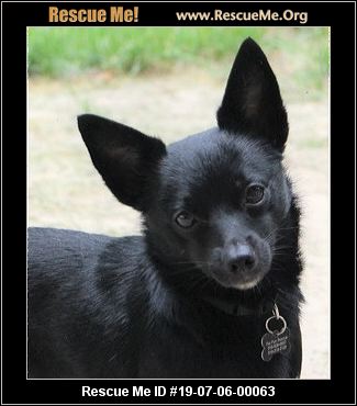 - Iowa Dog Rescue - ADOPTIONS - Rescue Me!